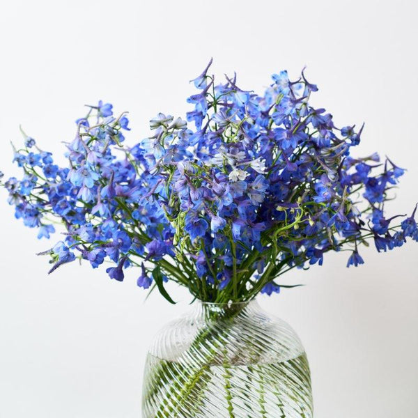 Blue Sapphire Delphinium Arrangement - Fabulous Flowers