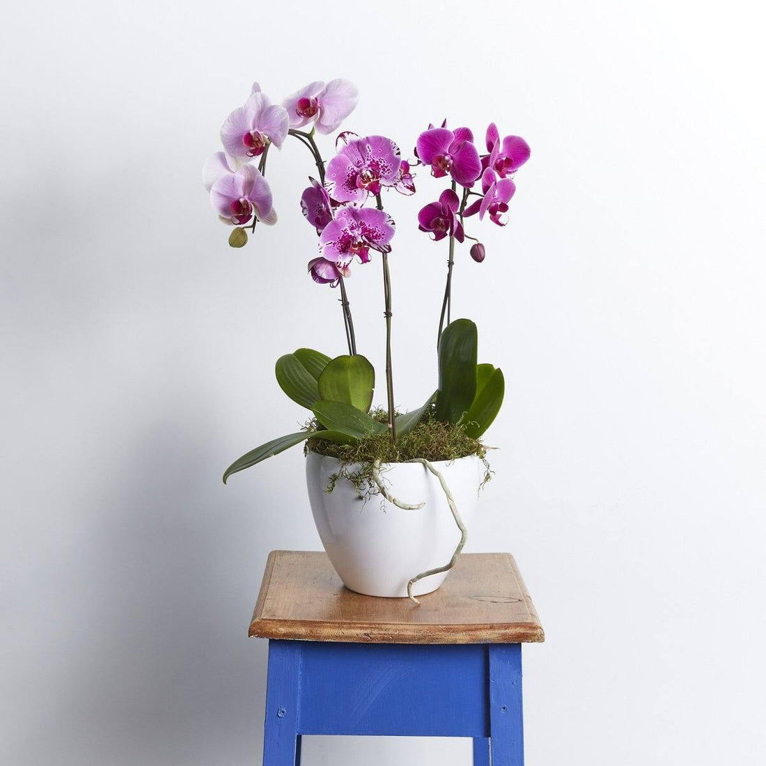 Shop Orchids | Fabulous Flowers & Gifts