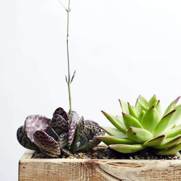 Fabulous Flowers' Succulent Surprise: A Joyful Indoor Pot Plant